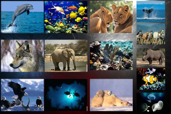 Quels sont les animaux en danger